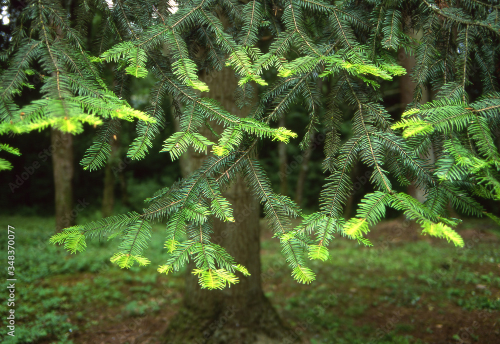 Hemlock Tree - New Growth Time --Spring has initiated the new growth on ...