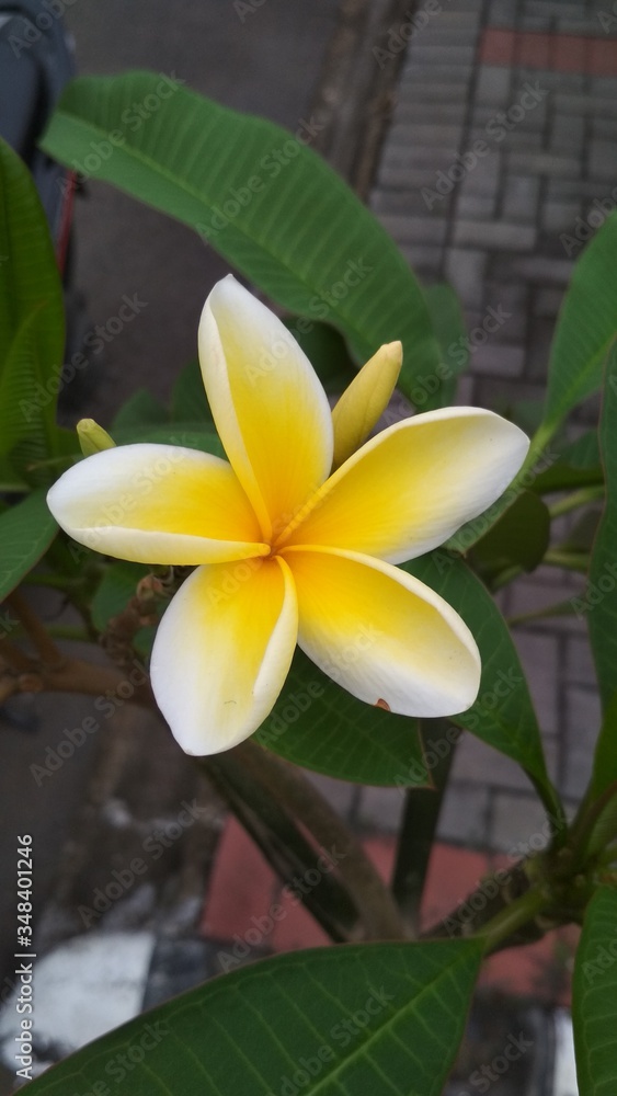 Bunga Kamboja warna kuning - Plumeria Flower blossom in the morning ...