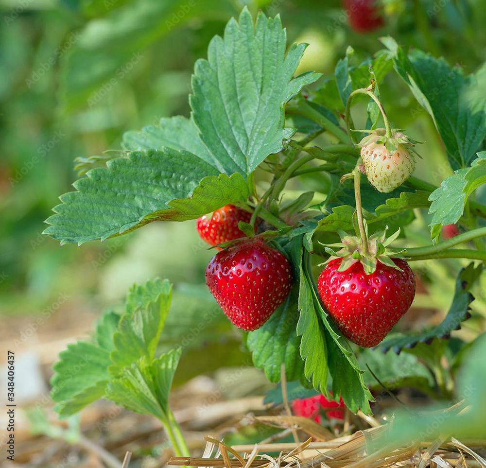 Fraisier Stock Photo | Adobe Stock