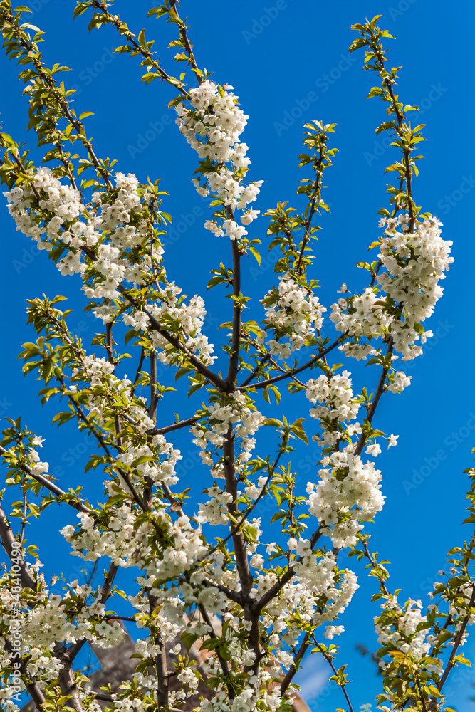 Cherry blossom (genus Prunus) against a blue sky. The most well-known ...
