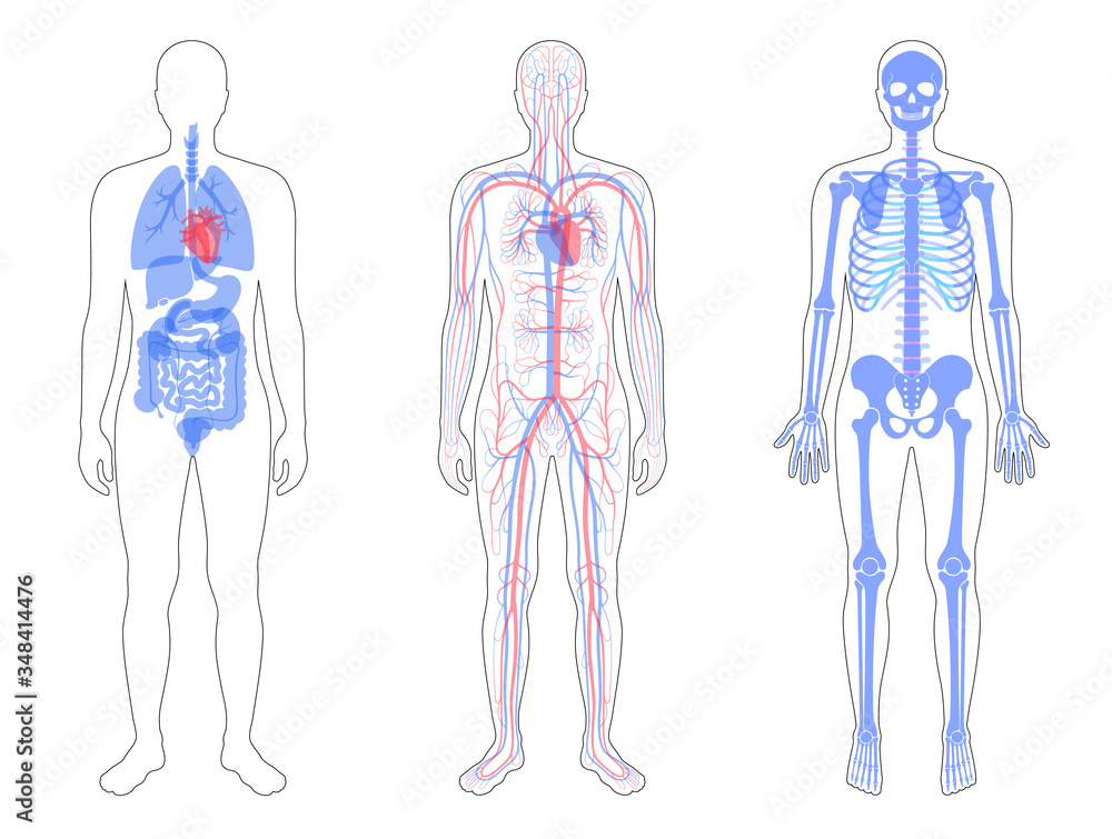 Internal structure of human body. Stock Vector | Adobe Stock