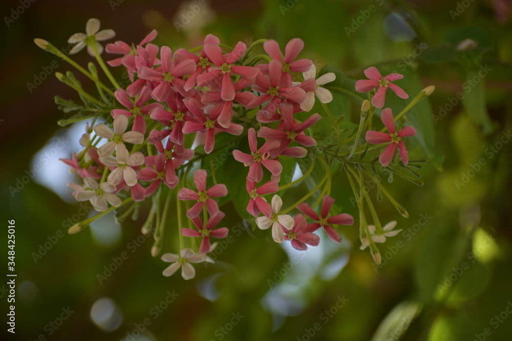 Combretum indicum, also known as the Rangoon creeper or Chinese ...