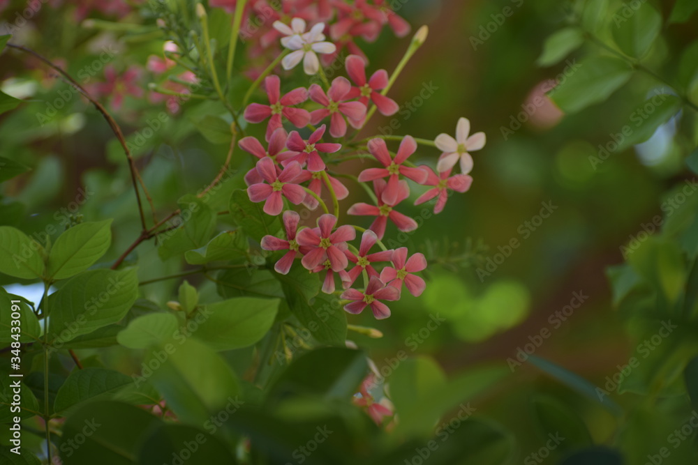 Combretum indicum, also known as the Rangoon creeper or Chinese ...