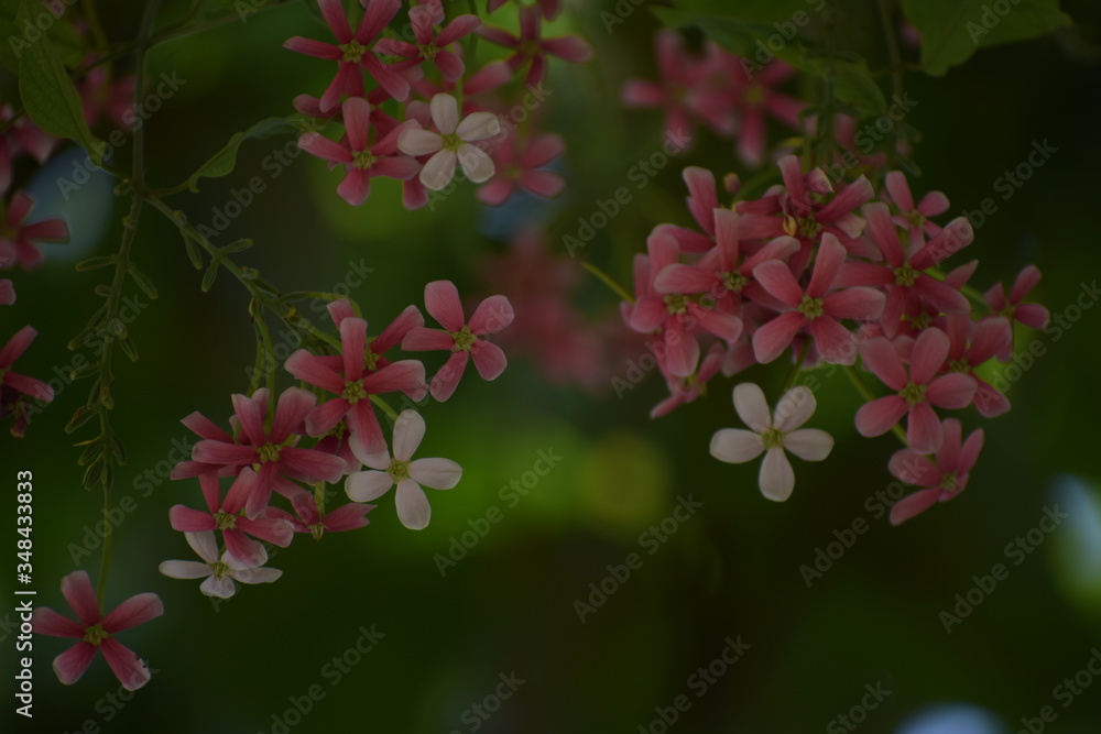 Combretum indicum, also known as the Rangoon creeper or Chinese ...