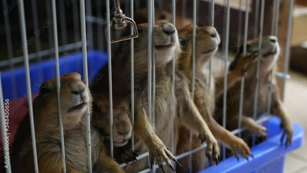 Unhappy cute prairie dog cub suffering, cage on market. Pets for sale ...