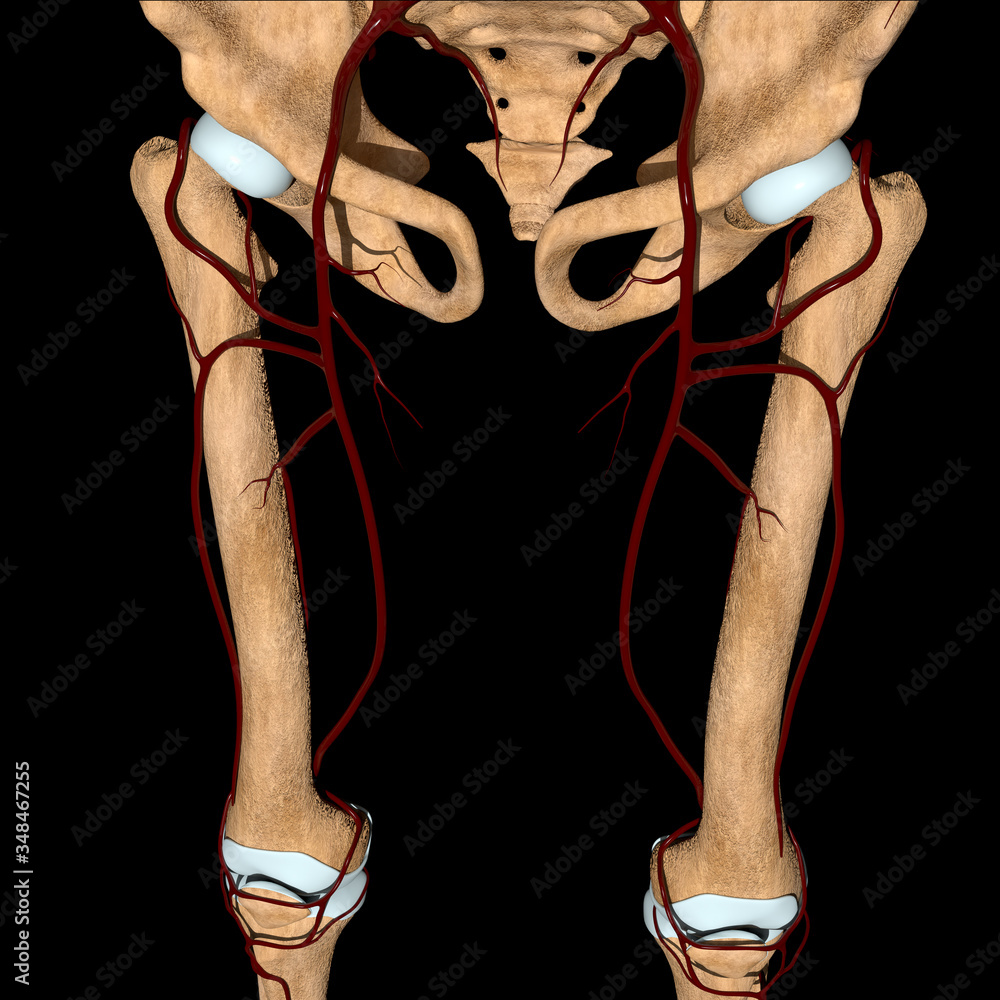 Femoral Artery Model