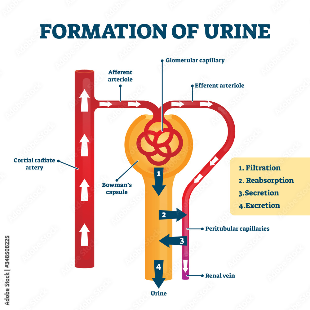Formation of urine vector illustration. Labeled creation process ...