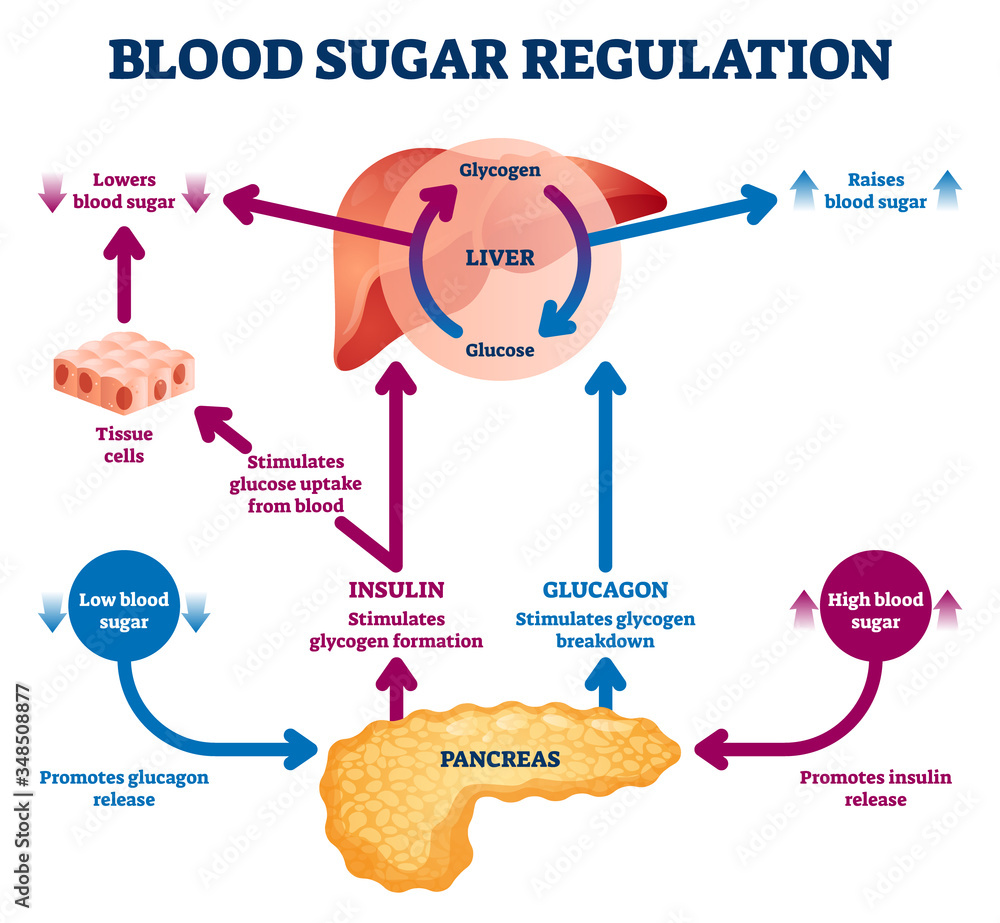 Blood sugar regulation vector illustration. Labeled process cycle ... Blood sugar regulation vector illustration. Labeled process cycle ...