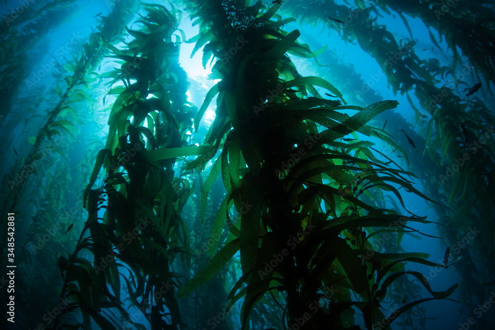 Giant kelp, Macrocystis pyrifera, grows in the cold eastern Pacific ...