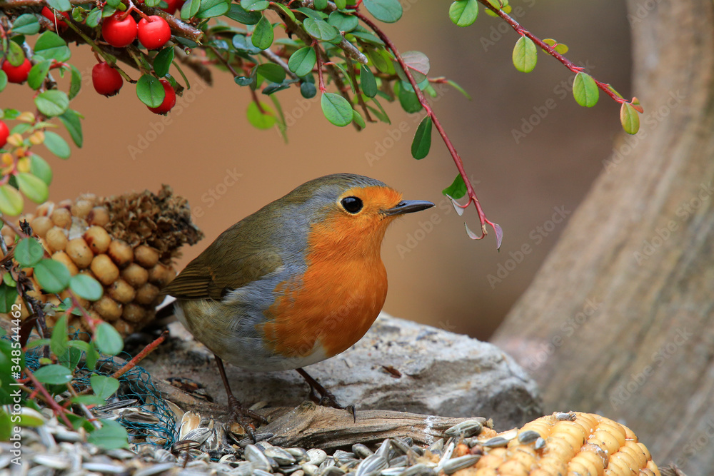 Rotkehlchen (Erithacus rubecula) sitzt am Futterplatz im Garten Stock ...