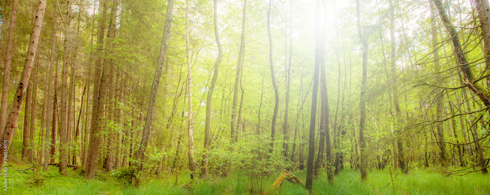Deutscher Wald, Nationalpark Stock Photo | Adobe Stock