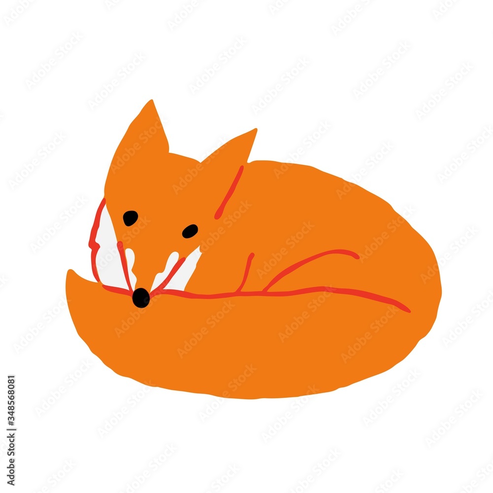 Cute red fox curl up isolated on white background. Adorable wild animal ...