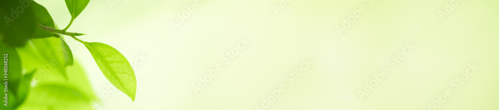 Nature of green leaf in garden at summer. Natural green leaves plants ...