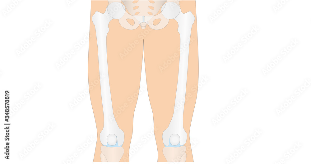 Anatomie - menschliches Skelett - Oberschenkel ilustración de Stock ...