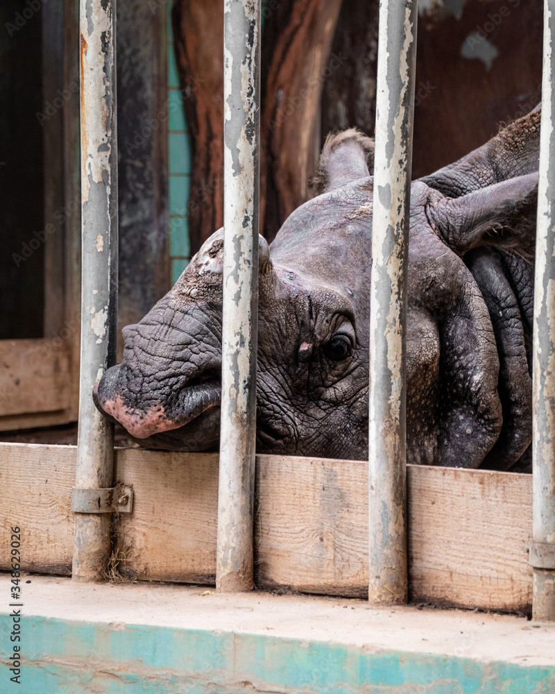 Caged Rhino looking sad while behind bars. Concept to represent the sad ...