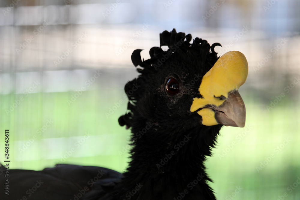 Macho de paujil , pajuil u hocofaisán, también conocido como pavón ...