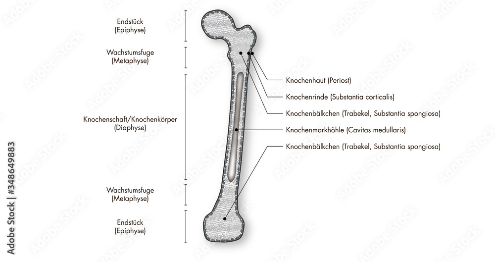 Anatomie - Skelett - Knochen - Röhrenknochen (deutsche Beschriftung ...