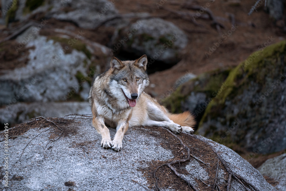 Wolf (Canis lupus) stay on the rock. Calm wolf has a rest on the rock ...