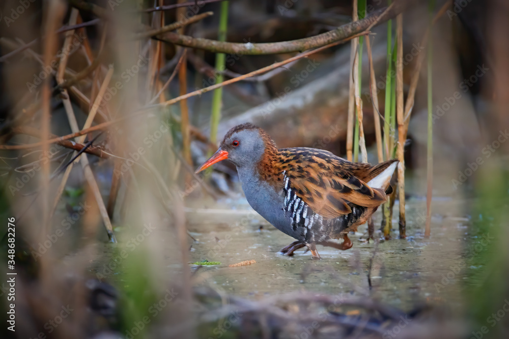 Water rail, Rallus aquaticus, bird of wetlands across Europe in its ...