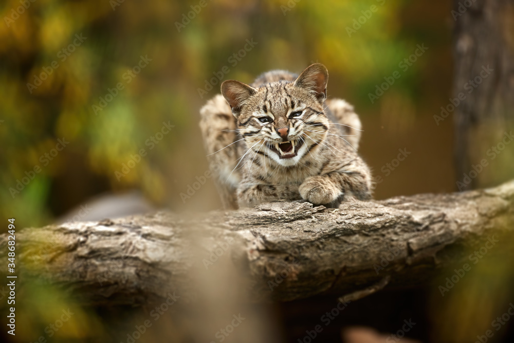 Oncilla, Leopardus tigrinus. Direct view on south american small ...