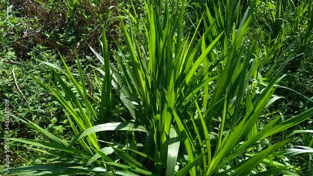 Close up Pennisetum purpureum (Cenchrus purpureus Schumach, Napier ...