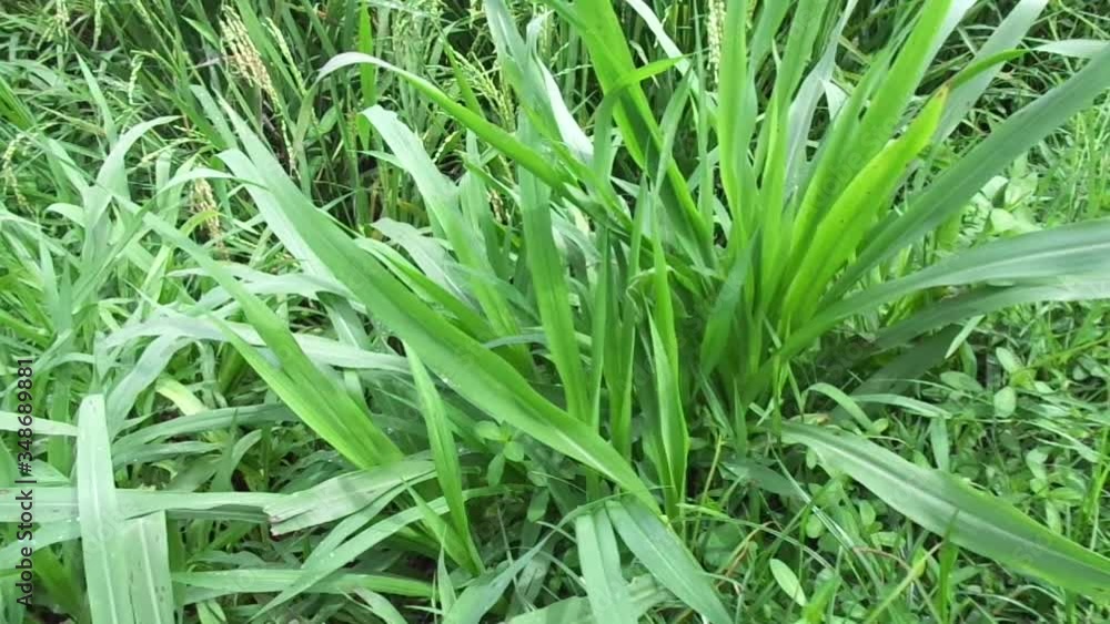Close up Pennisetum purpureum (Cenchrus purpureus Schumach, Napier ...