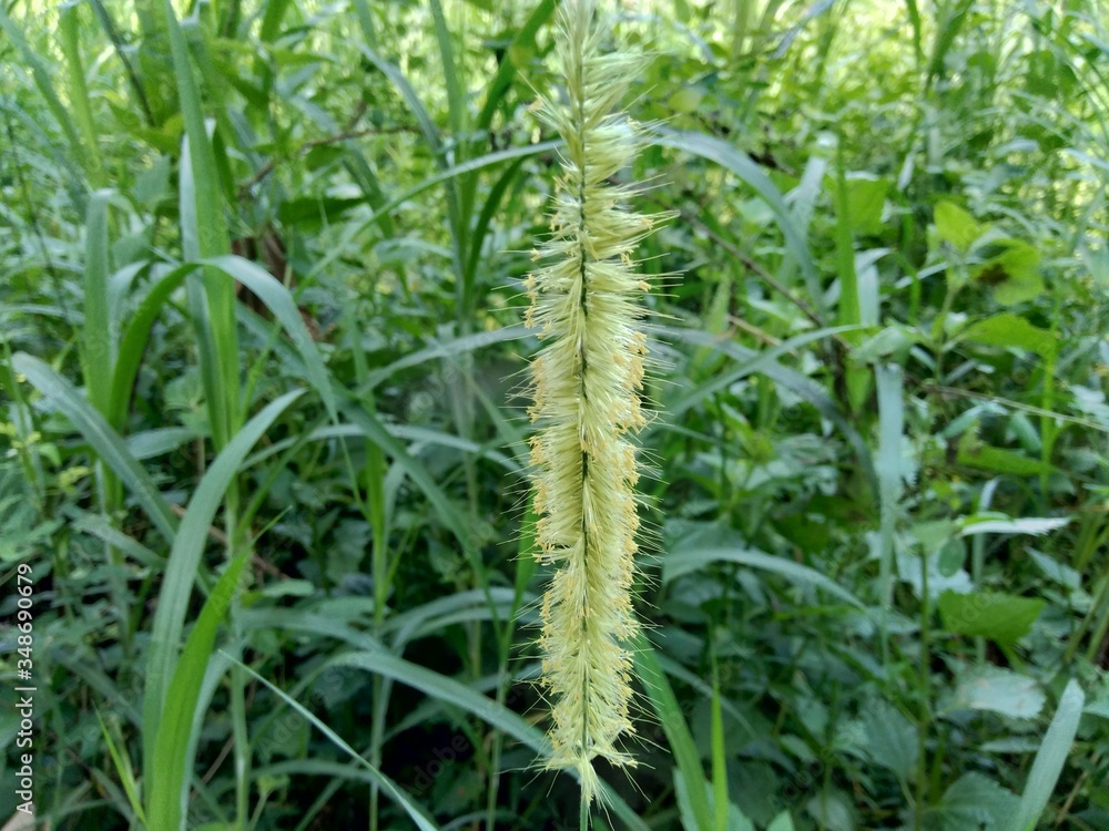 Close up Pennisetum purpureum (Cenchrus purpureus Schumach, Napier ...
