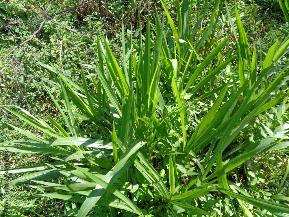 Close up Pennisetum purpureum (Cenchrus purpureus Schumach, Napier ...