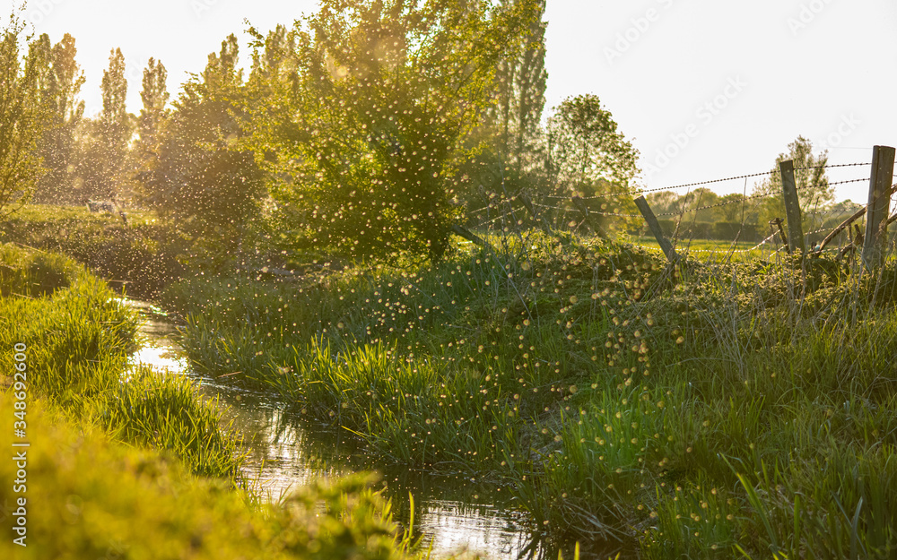 Mosqito swarm hatching season, beautiful rural farm view, sunny spring ...