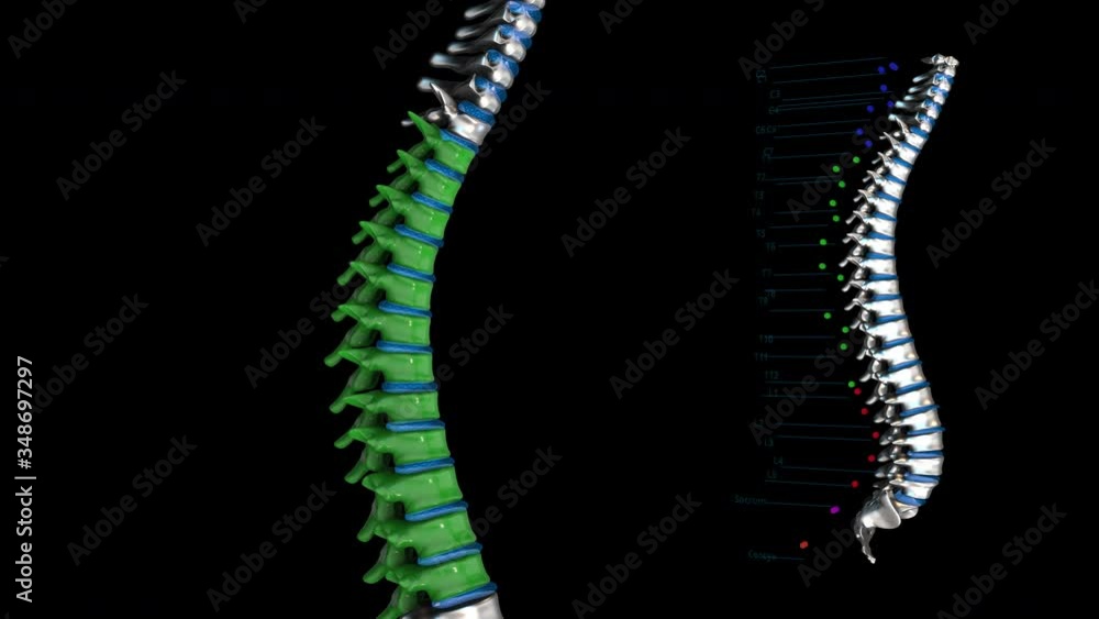 The human spinal column -metal- Thoracic spine - 3D model animation on ...