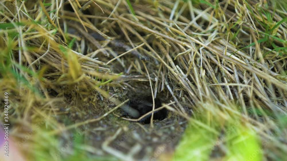 Territorial Field Cricket chirping defending its nest against its ...
