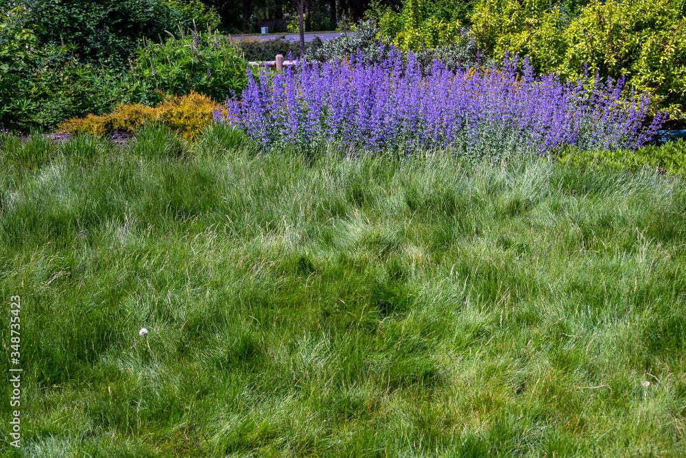 Overgrown grass lawn with garden in the background, with catmint ...