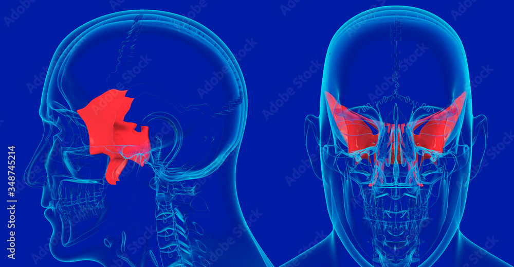 Human Skeleton Skull Anatomy Sphenoid bone 3D Illustration Stock ...