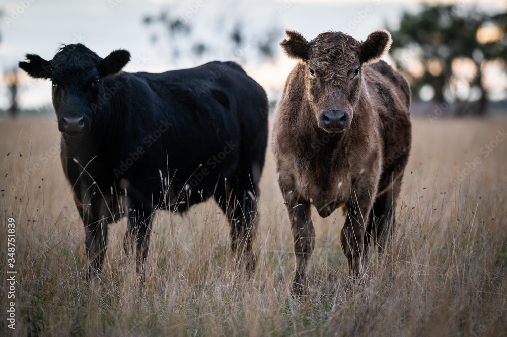 steers and bullocks Beef cows and calfs grazing on grass in south west ...