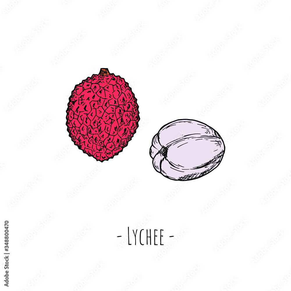 Lychees. Vector cartoon illustration. Isolated objects on white. Hand ...