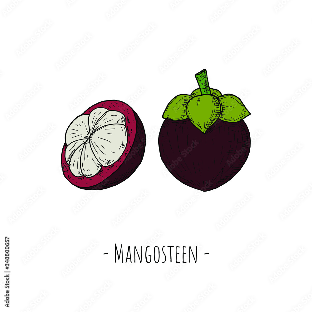 Mangosteen. Vector cartoon illustration. Isolated objects on a white ...