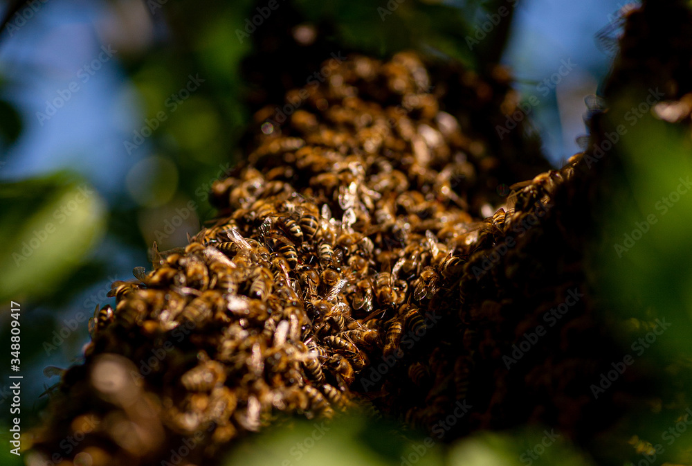 bees, bee hives, honey, busy, collectors, nature, yellow, green ...