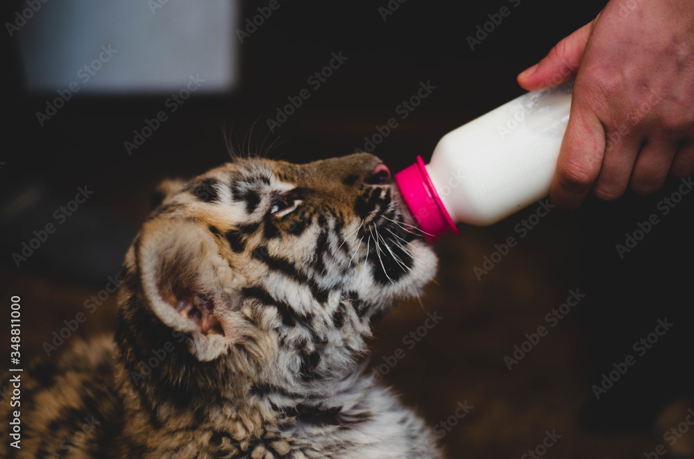 Profile picture of a tiger cub drinking milk from a baby bottle Stock ...