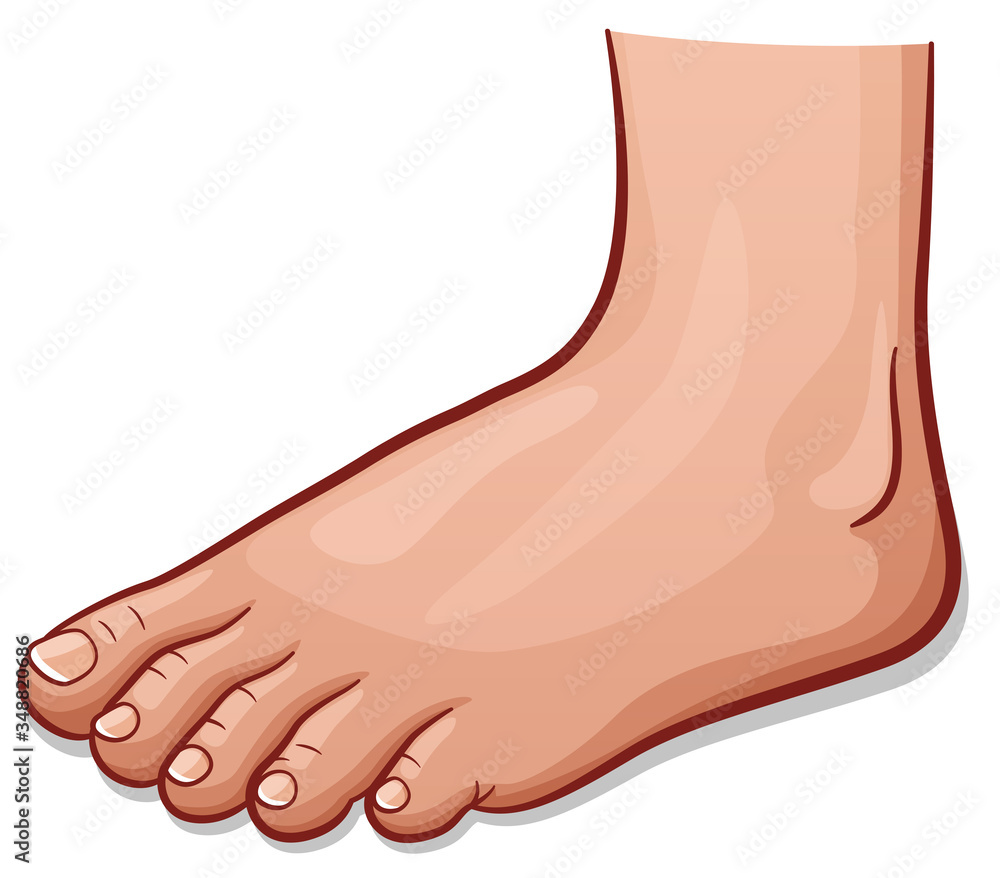 Vector human foot cartoon isolated Stock Vector | Adobe Stock