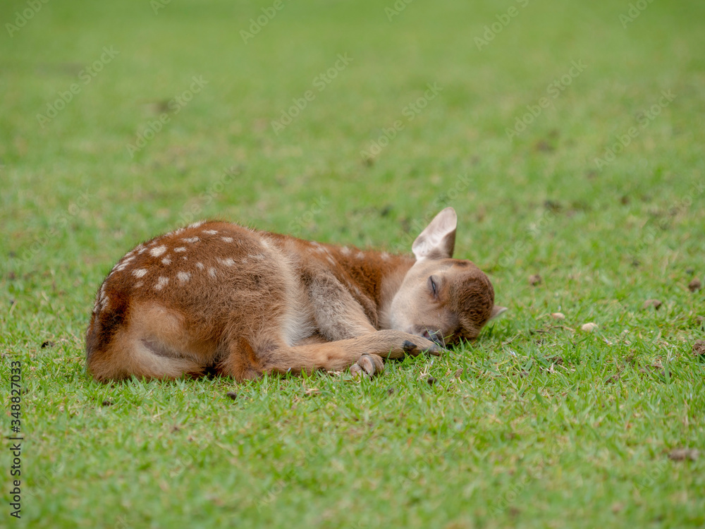 Baby Deer Sleeping