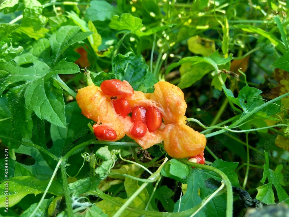 Momordica charantia (bitter melon, bitter apple, bitter gourd, karela ...