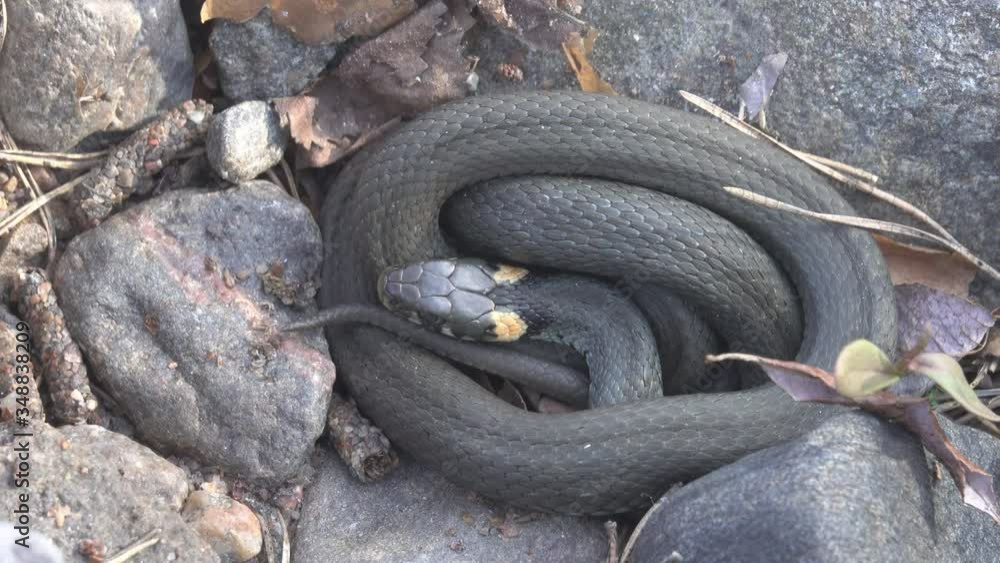 Common Grass-snake (Natrix natrix) from East Baltic sea coast, where ...