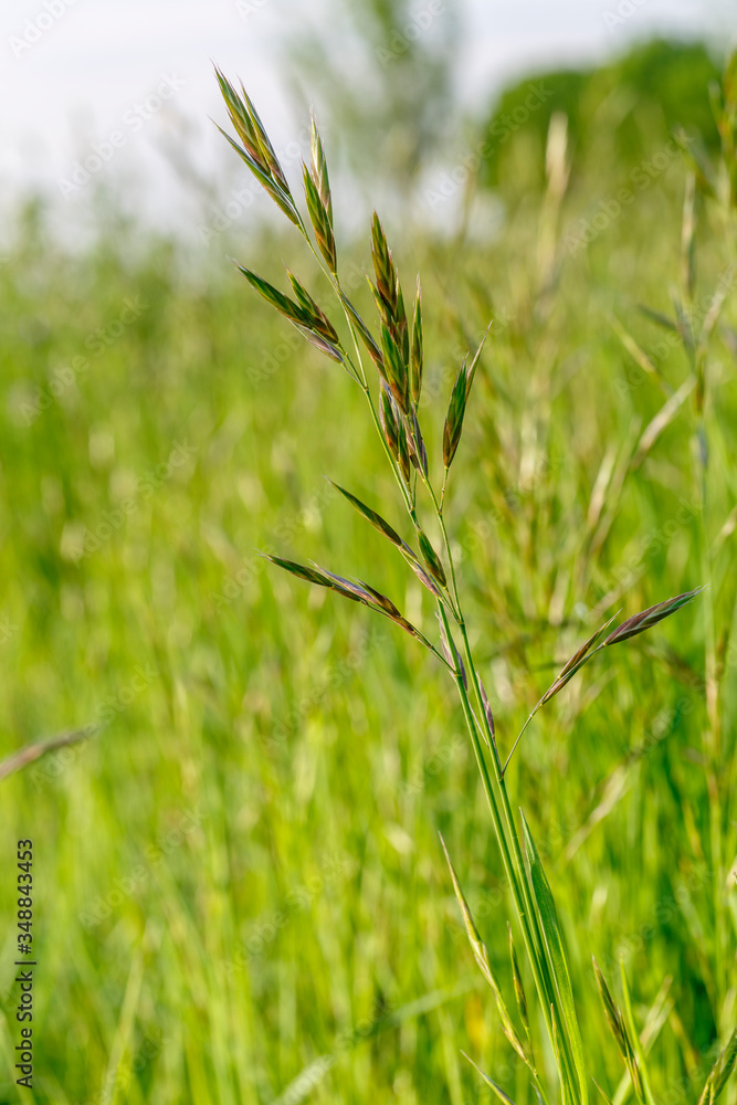 Bromus erectus. Planta con pequeñas espigas de bromus de los prados ...