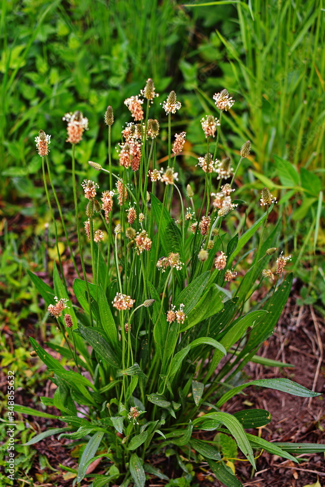 Plantago lanceolata. Ribwort plantain plants, with spike-shaped ...
