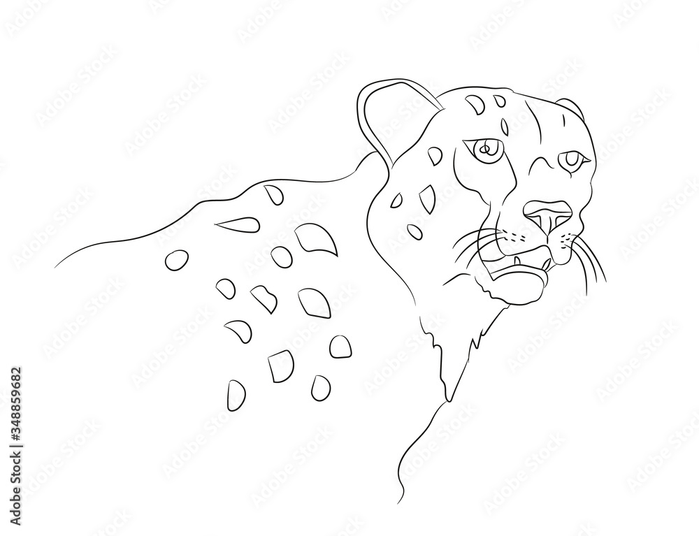cheetah vector illustration, line drawing, vector Stock Vector | Adobe ...