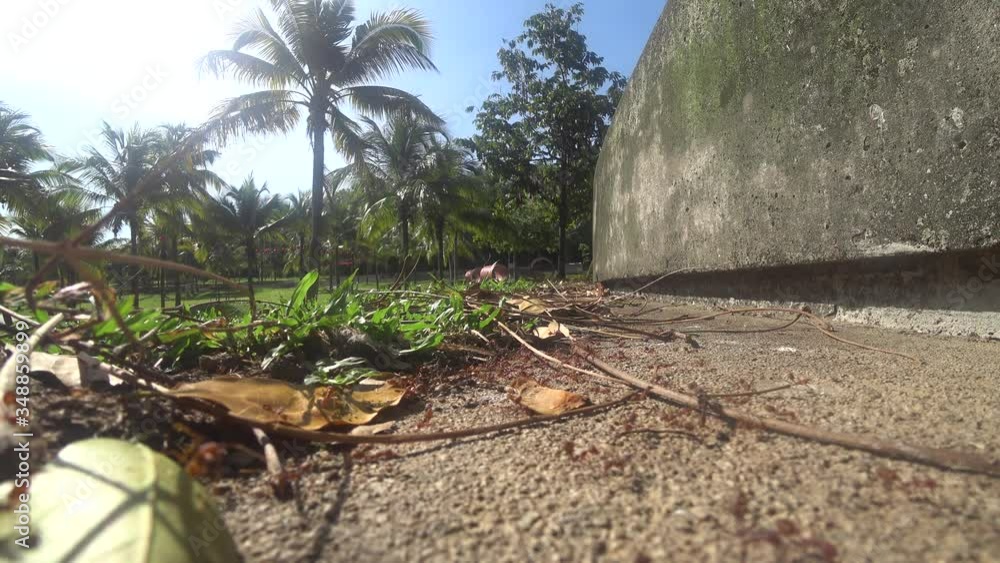 Vidéo Stock The Weaver ants army is moving toward the nest located on ...
