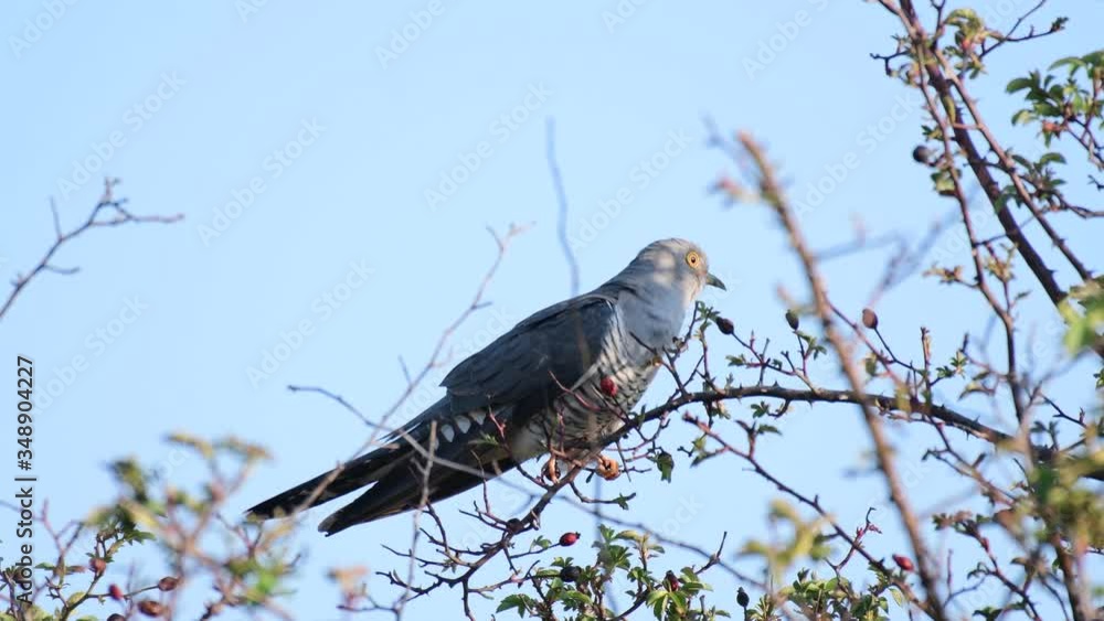 This bird is a common cuckoo, Cuculus canorus, sitting on a bush and ...