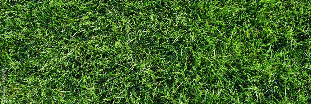 Side view on long and bright green grass texture. Green field backgroun ...