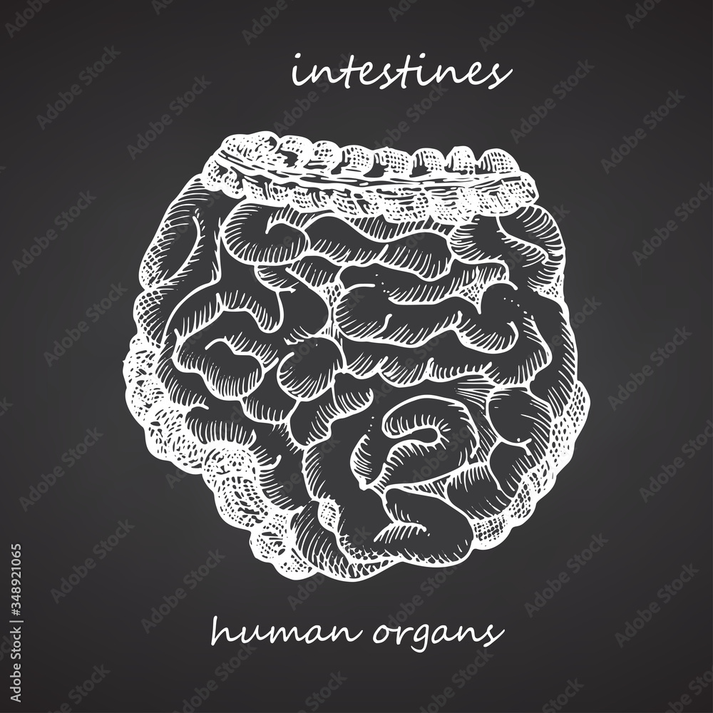 Intestines. Realistic hand-drawn icon of human internal organs on ...