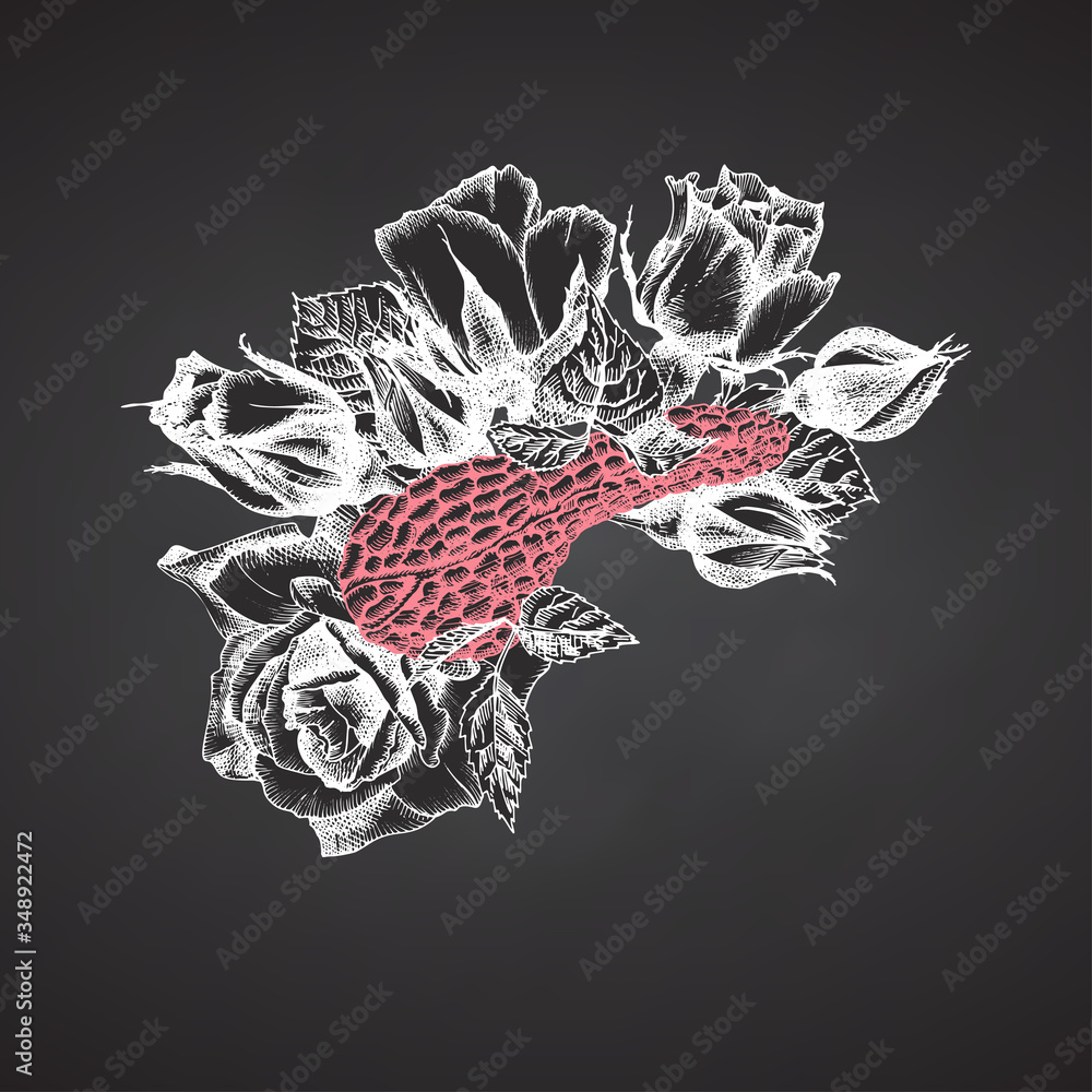 Pancreas with bouquet roses on chalkboard Realistic hand-drawn icon of ...